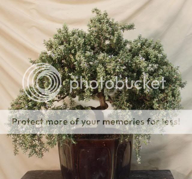 Rosemary Bonsai, some inspiring examples | Bonsai Nut